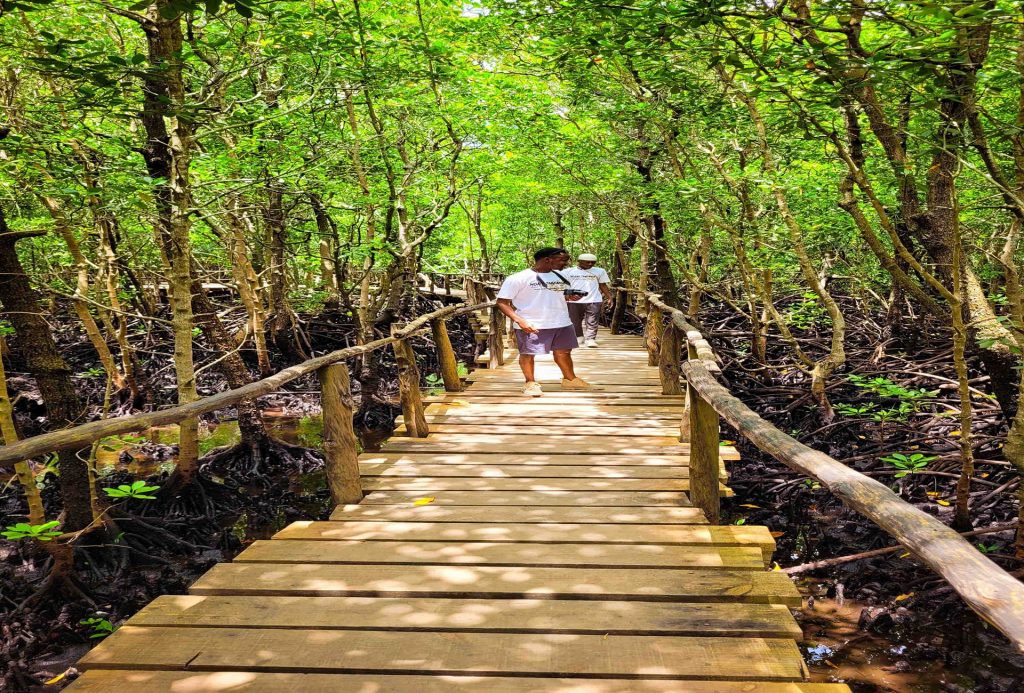 Jozani Forest Tour - Chwaka Bay National Park - Moana Tanzania